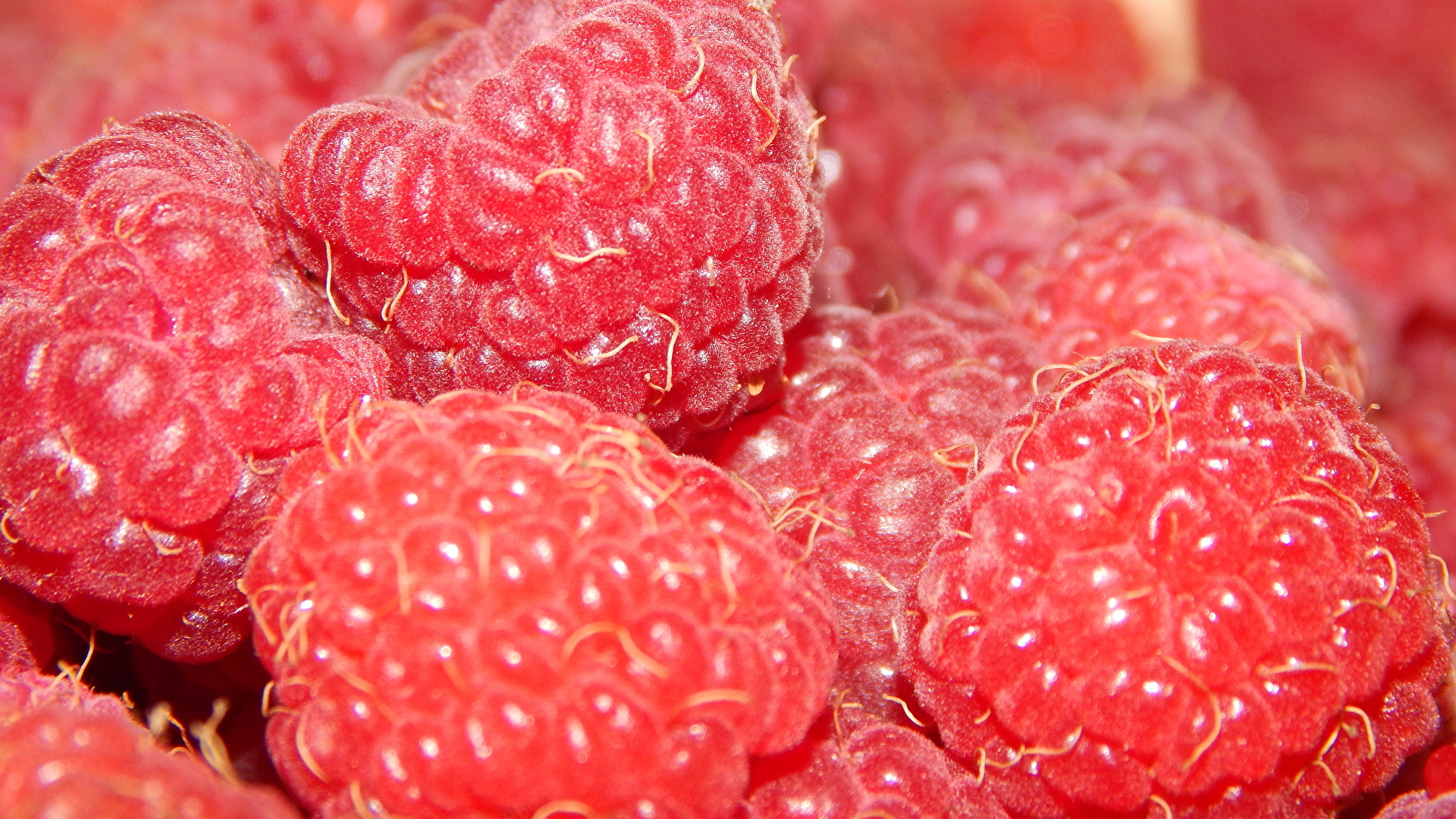 Photo Raspberry Macro photography Food Closeup 1920x1080