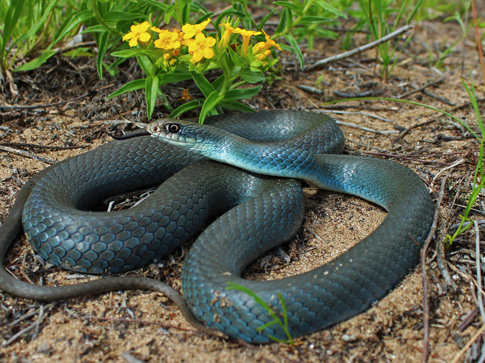 Images snake Blue Racer Animals 1600x1200