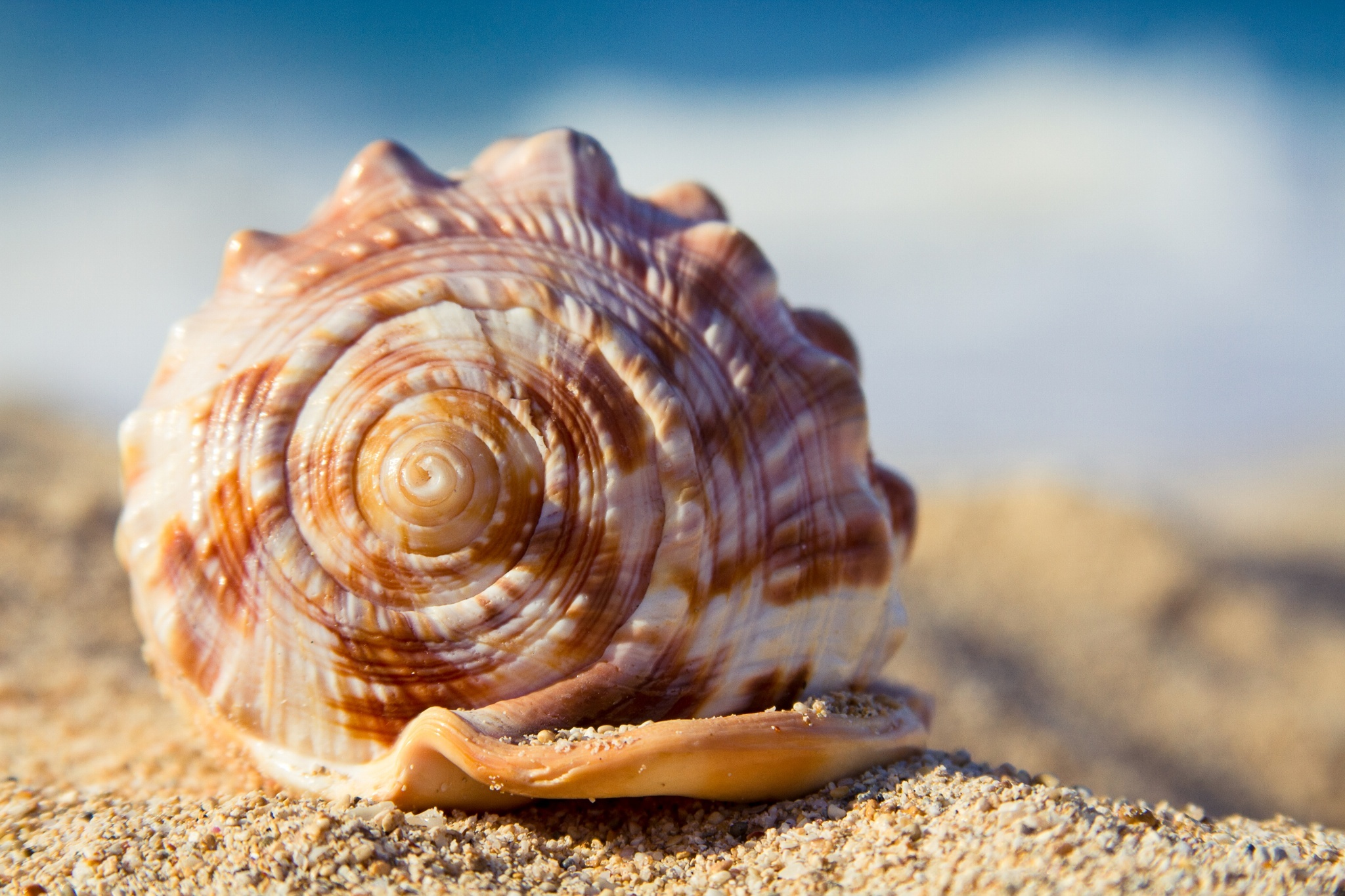 Image Shells Closeup 2048x1365
